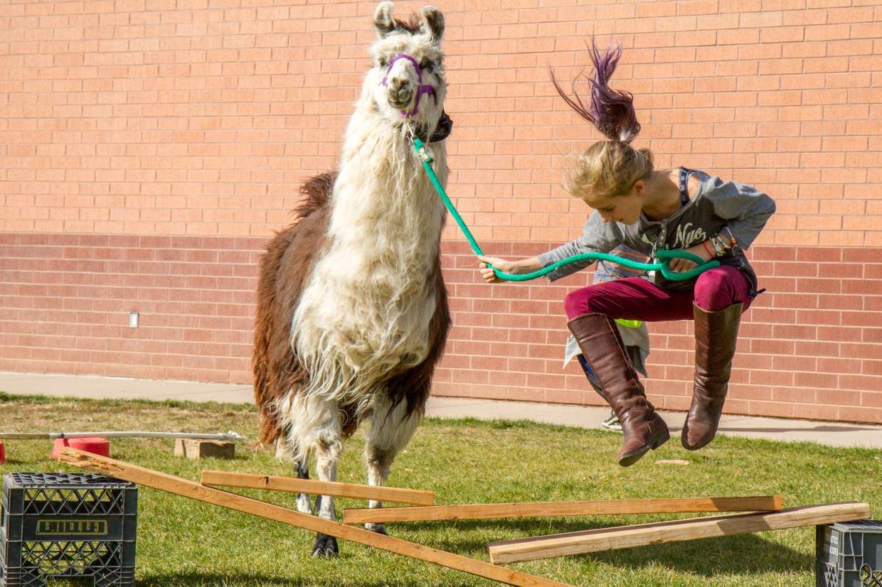 Feeding the Llamas | PostIndependent.com